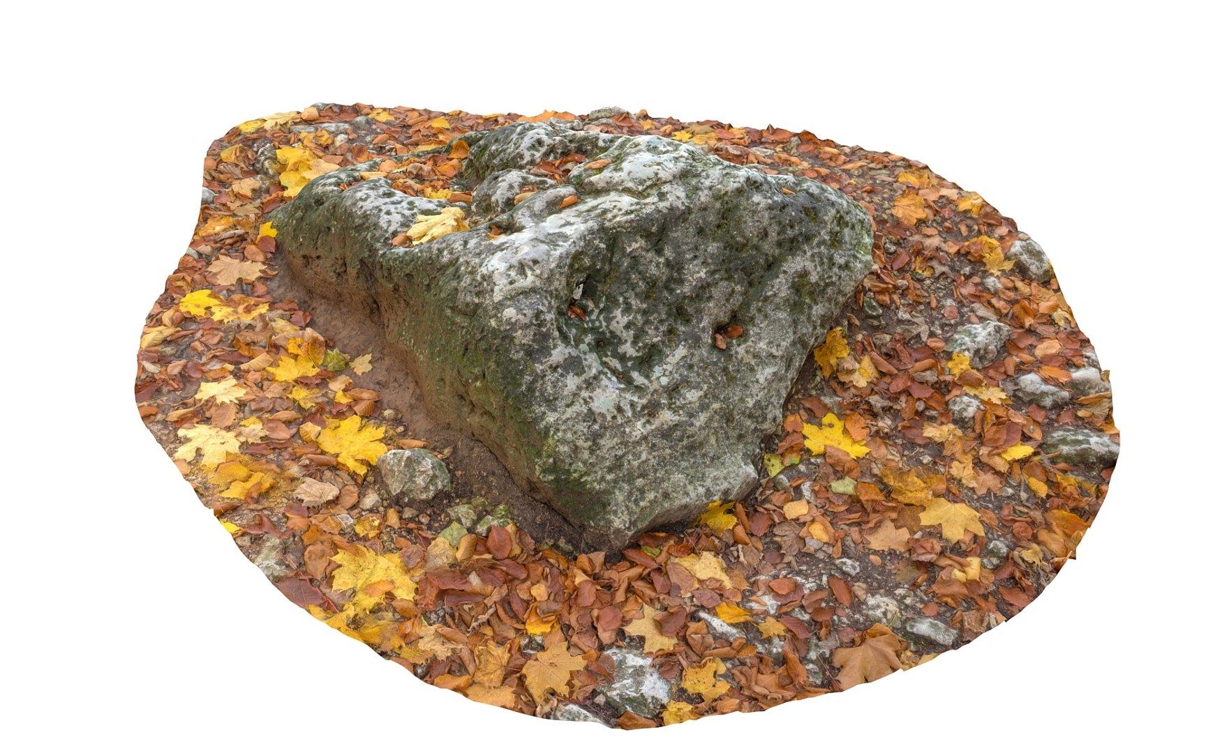 max rock forest autumn 8k