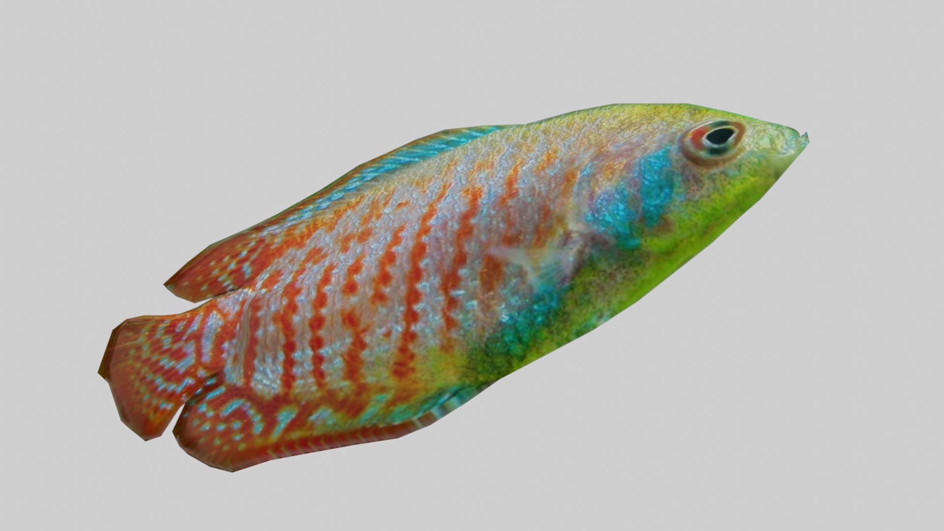 Fish collection-Set of 5 Low poly 3D model - TurboSquid 2119865