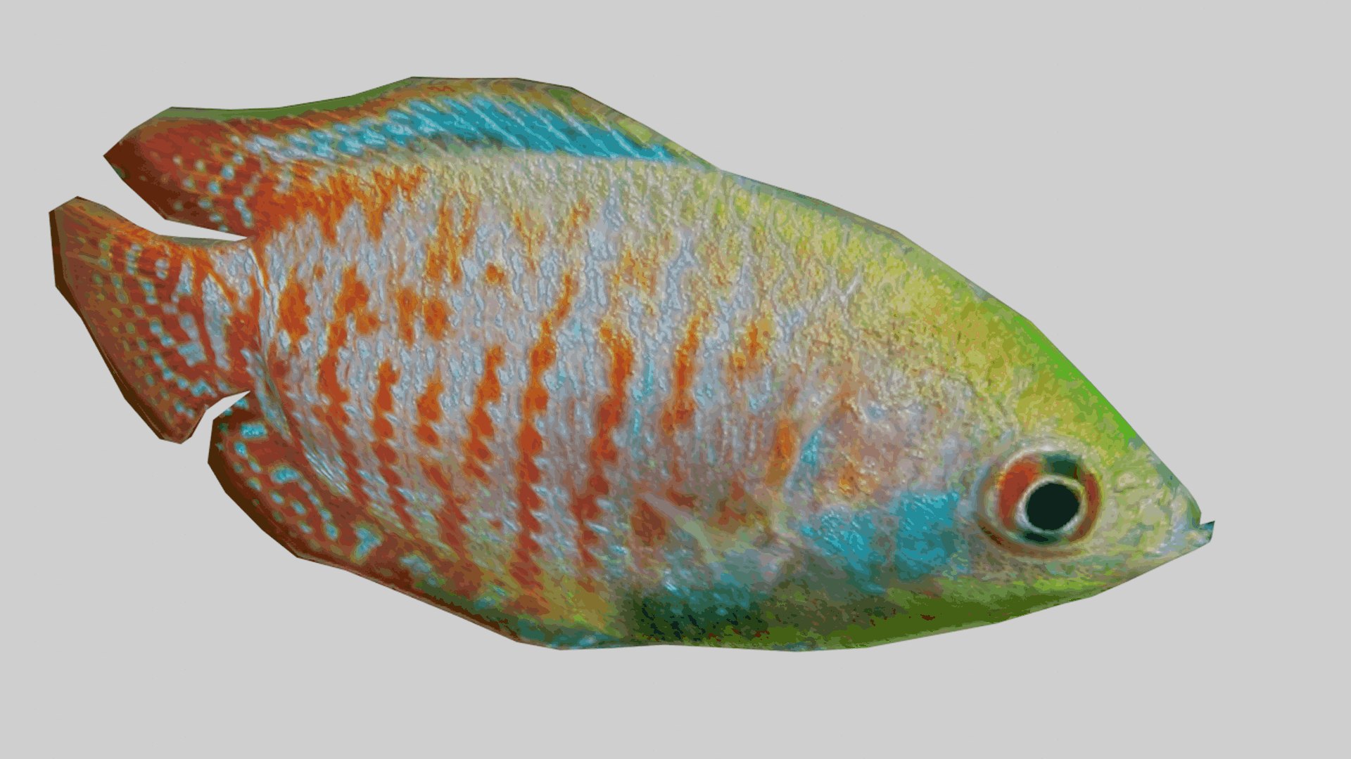 Fish collection-Set of 5 Low poly 3D model - TurboSquid 2119865