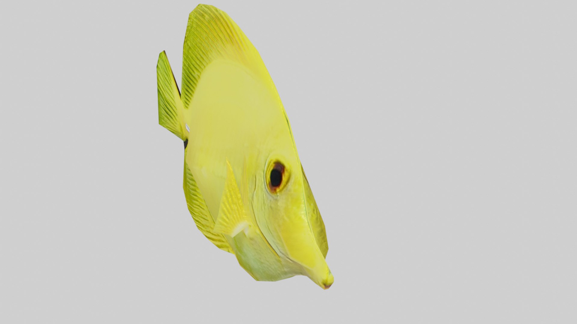 Fish collection-Set of 5 Low poly 3D model - TurboSquid 2119865
