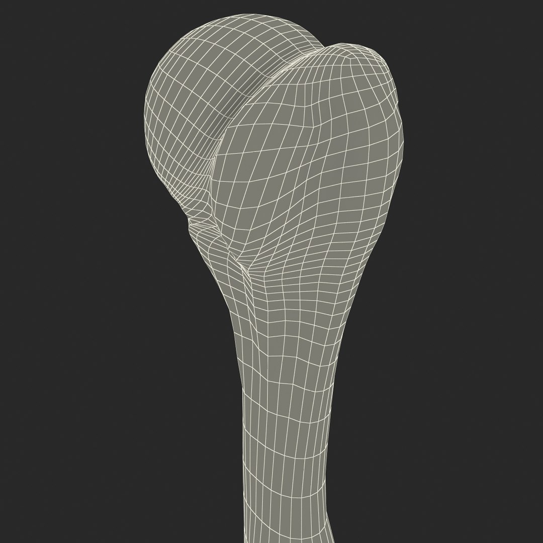 Humerus Bone 3d Model
