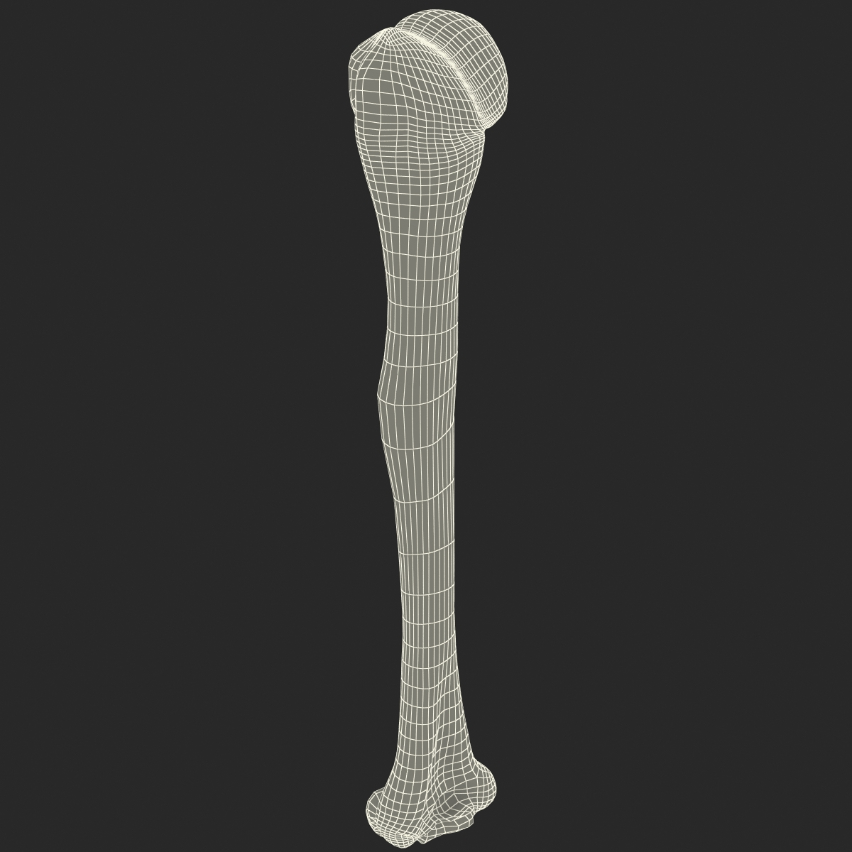 humerus bone 3d model