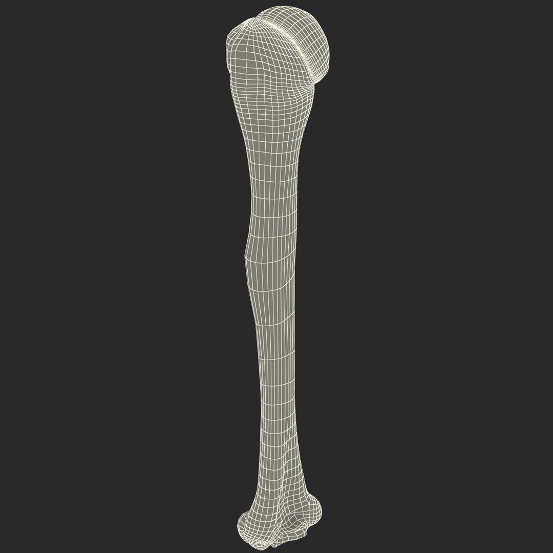 Humerus Bone 3d Model