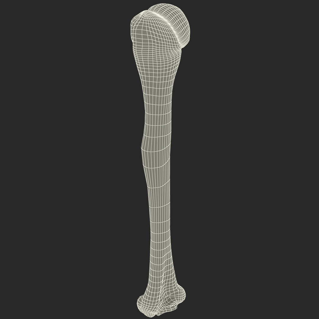 humerus bone 3d model