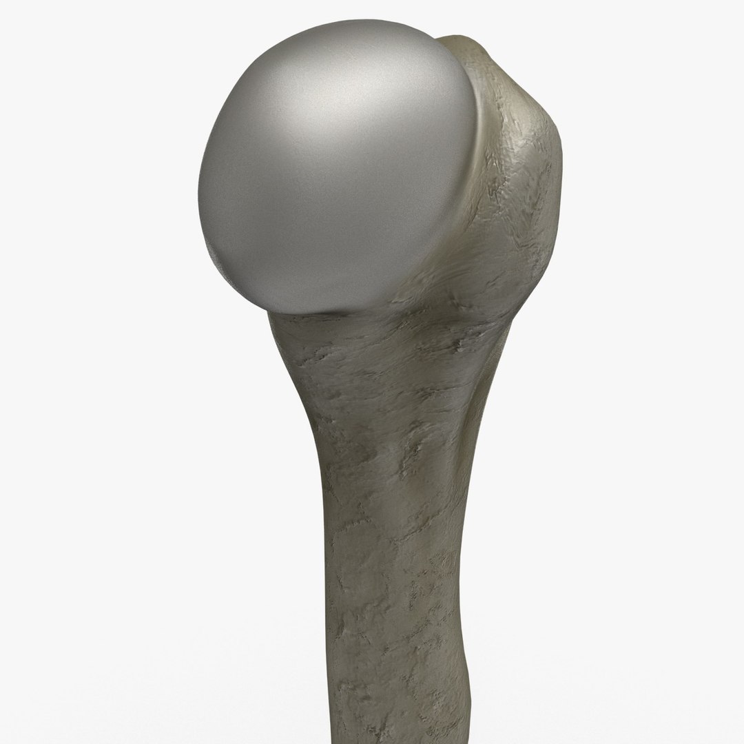 Humerus Bone 3d Model