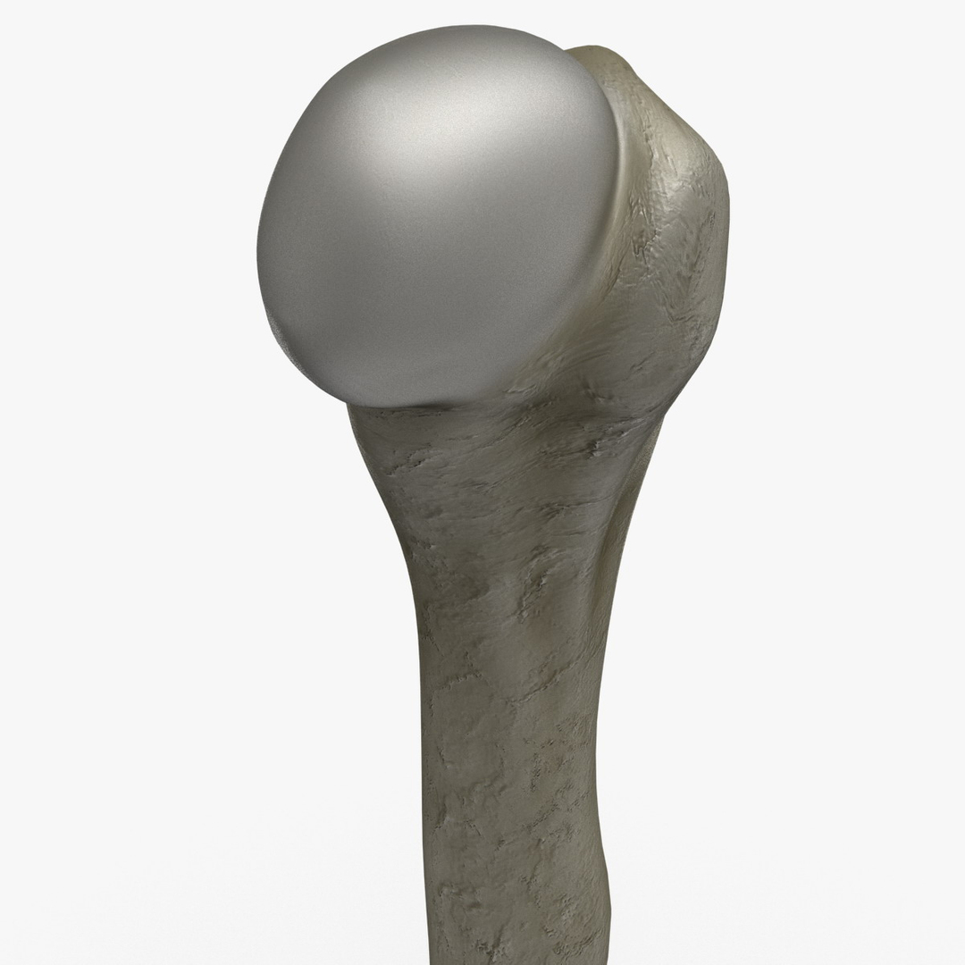humerus bone 3d model