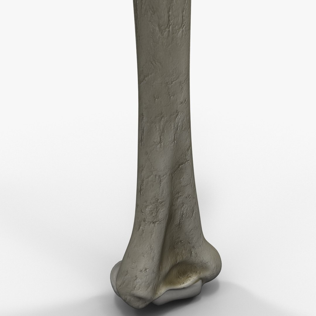 Humerus Bone 3d Model
