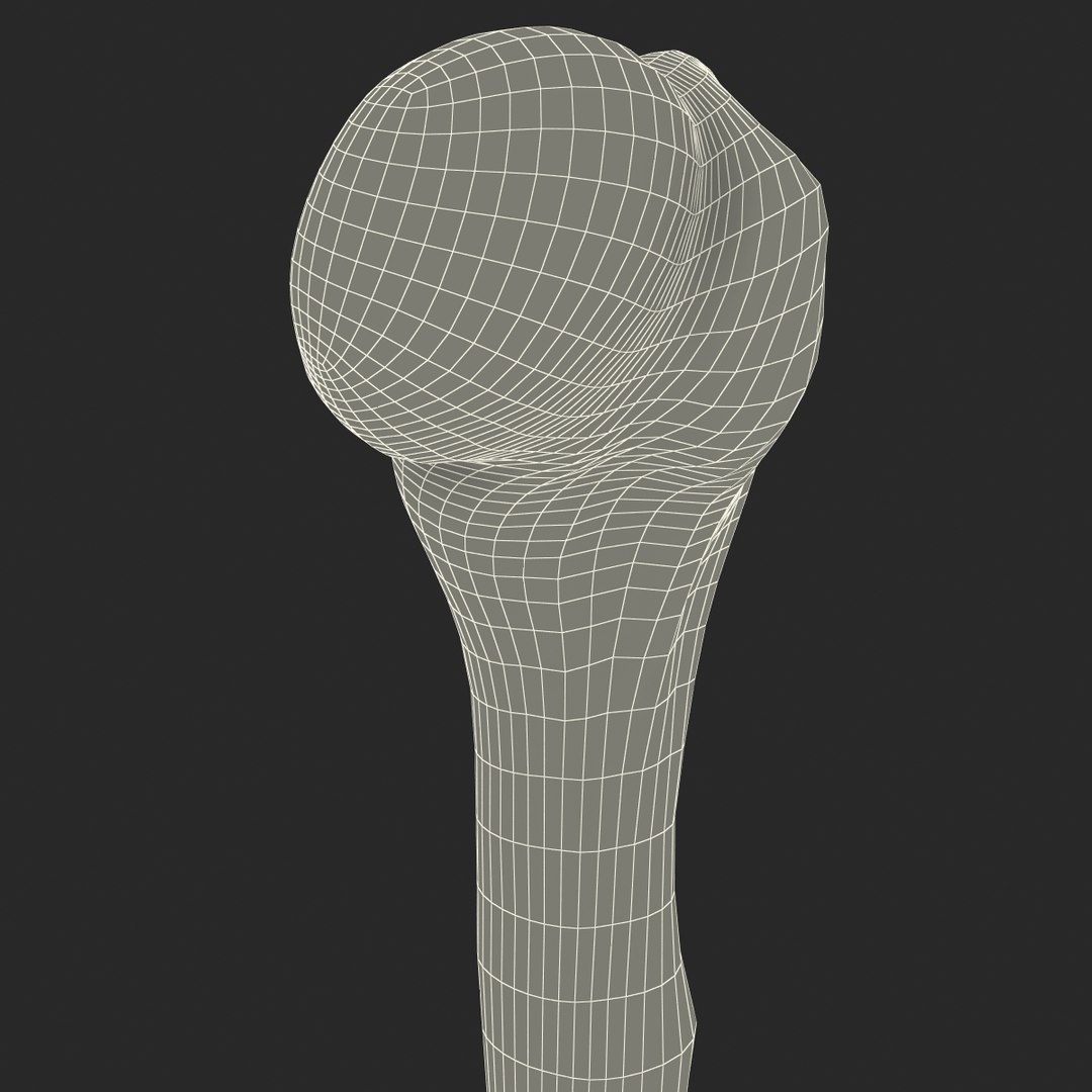 Humerus Bone 3d Model