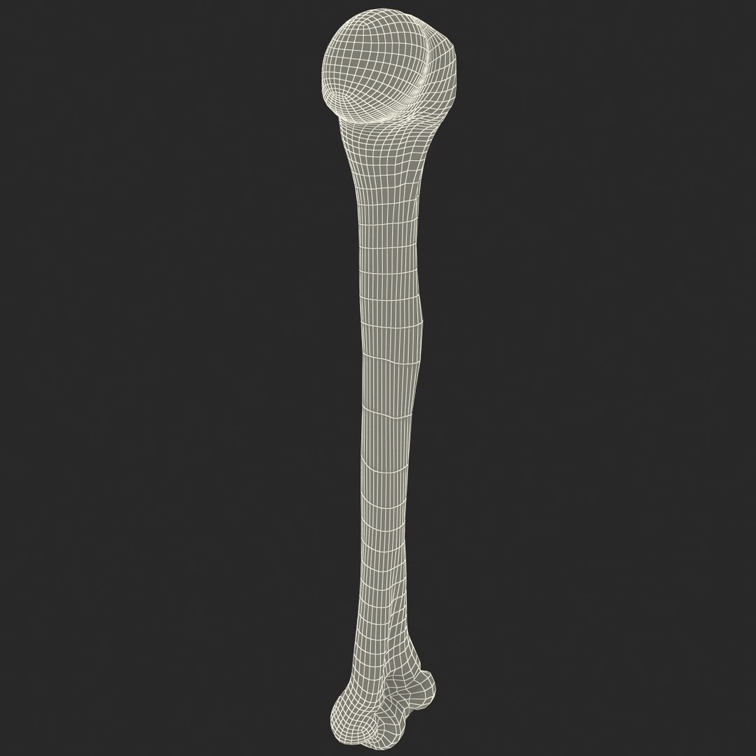 Humerus Bone 3d Model