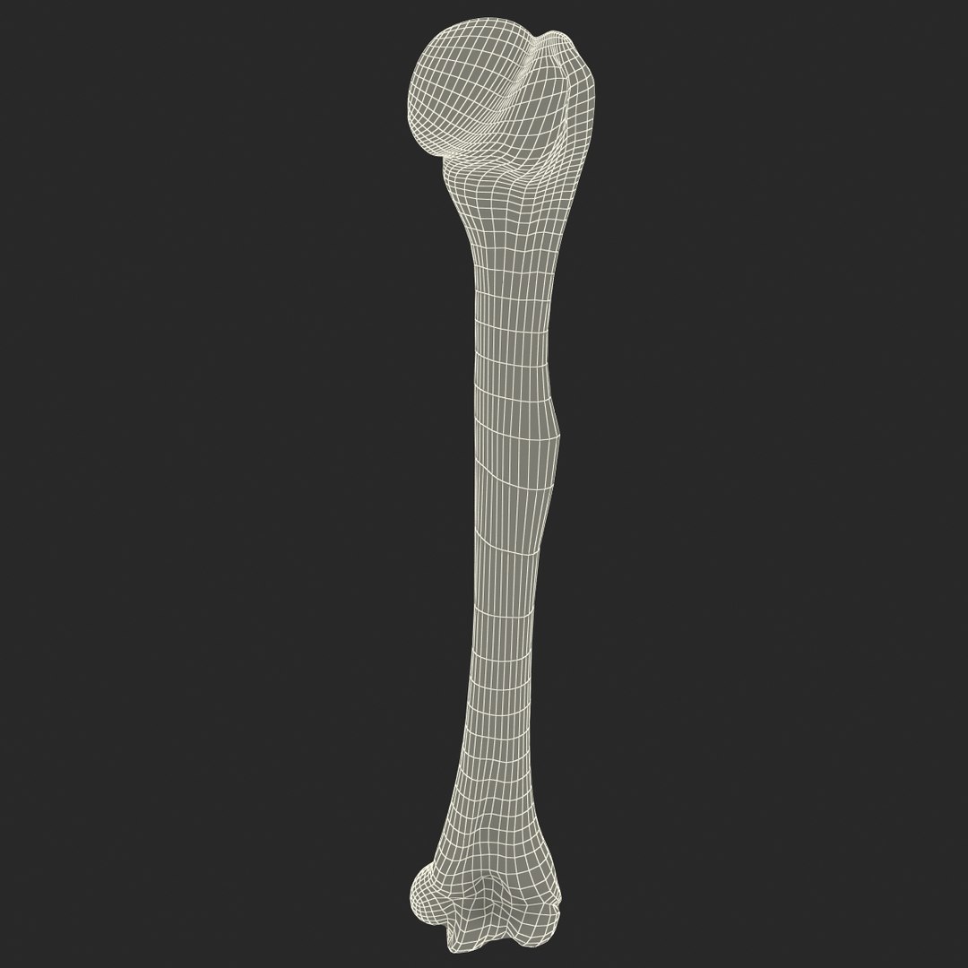 Humerus Bone 3d Model