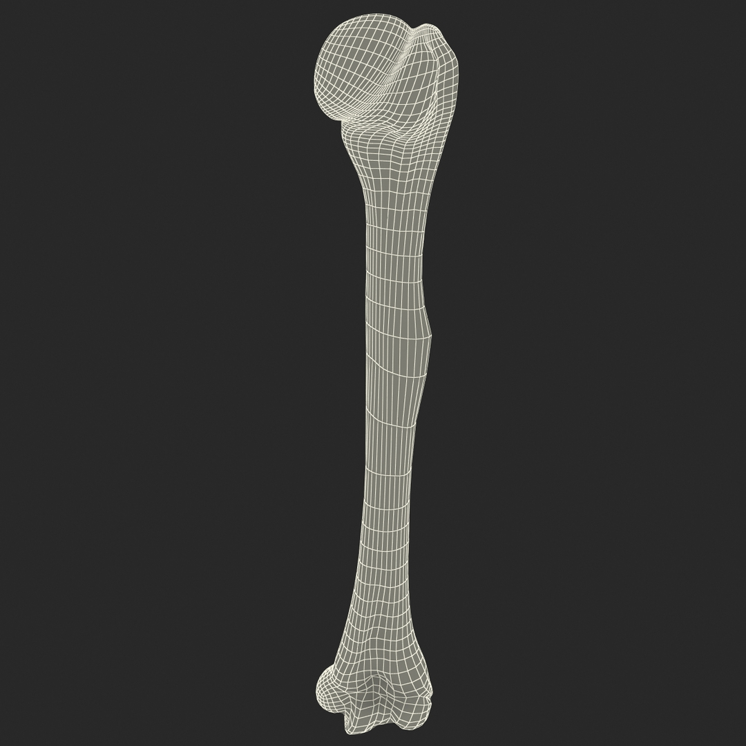 humerus bone 3d model