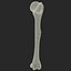 Humerus Bone 3d Model