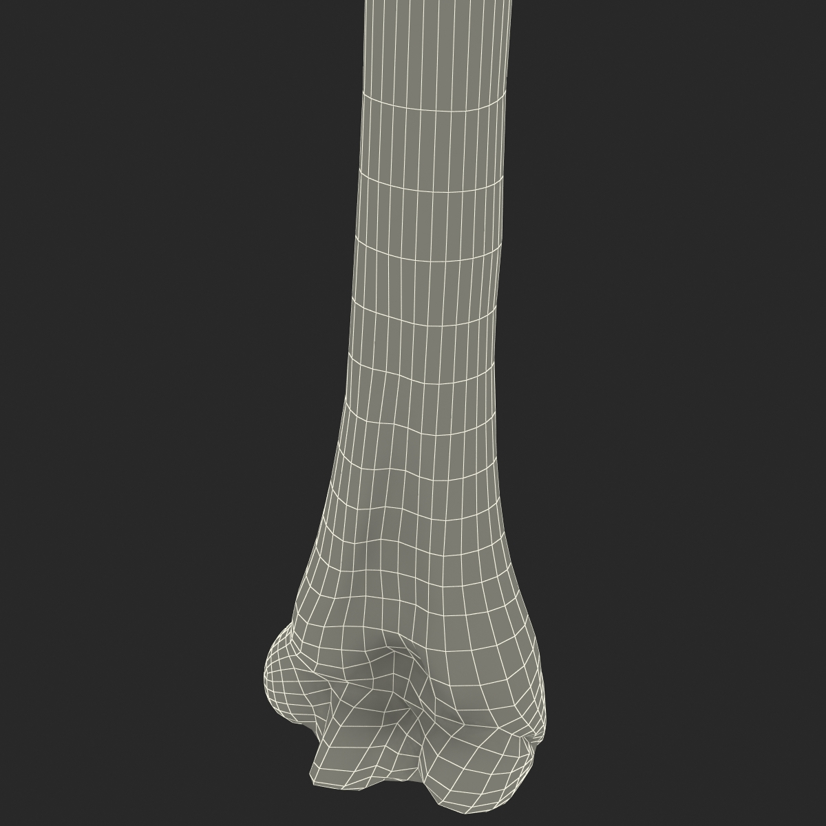 humerus bone 3d model