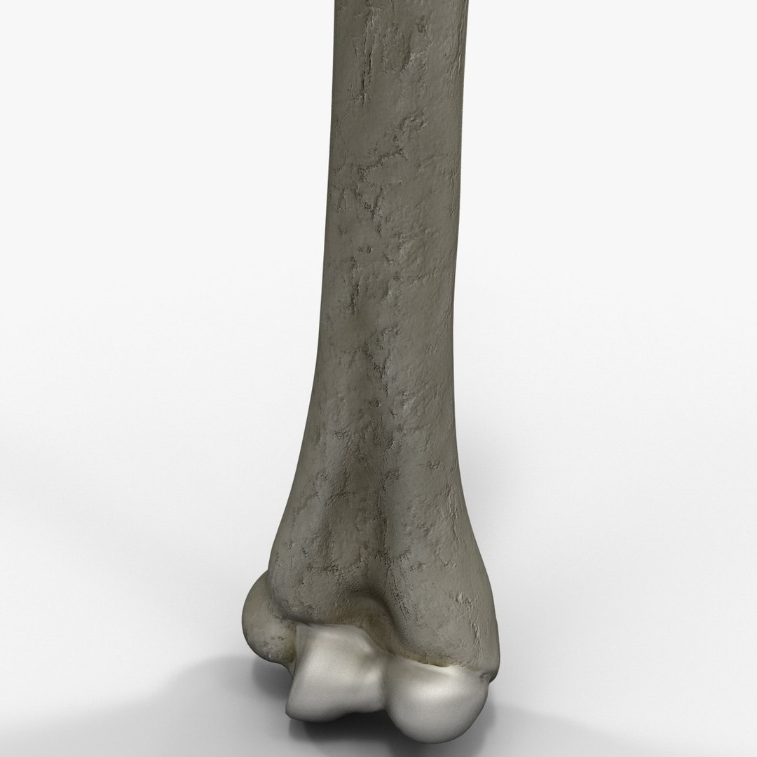 Humerus Bone 3d Model