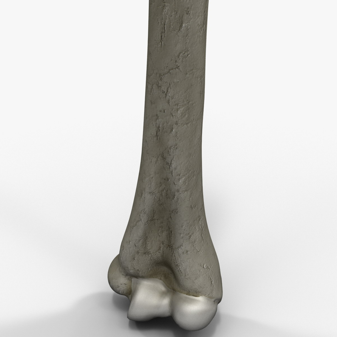 humerus bone 3d model