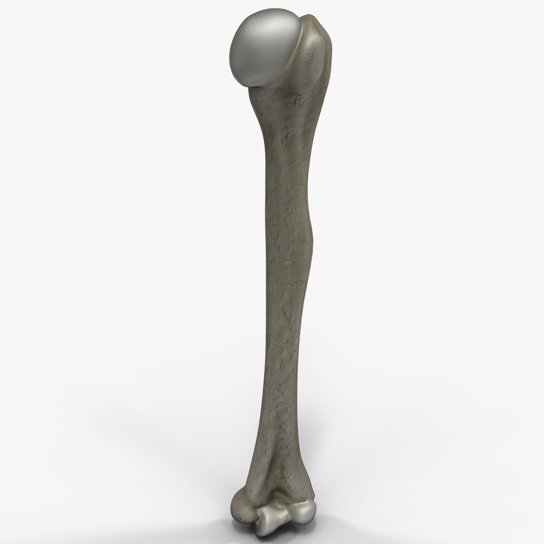Humerus Bone 3d Model