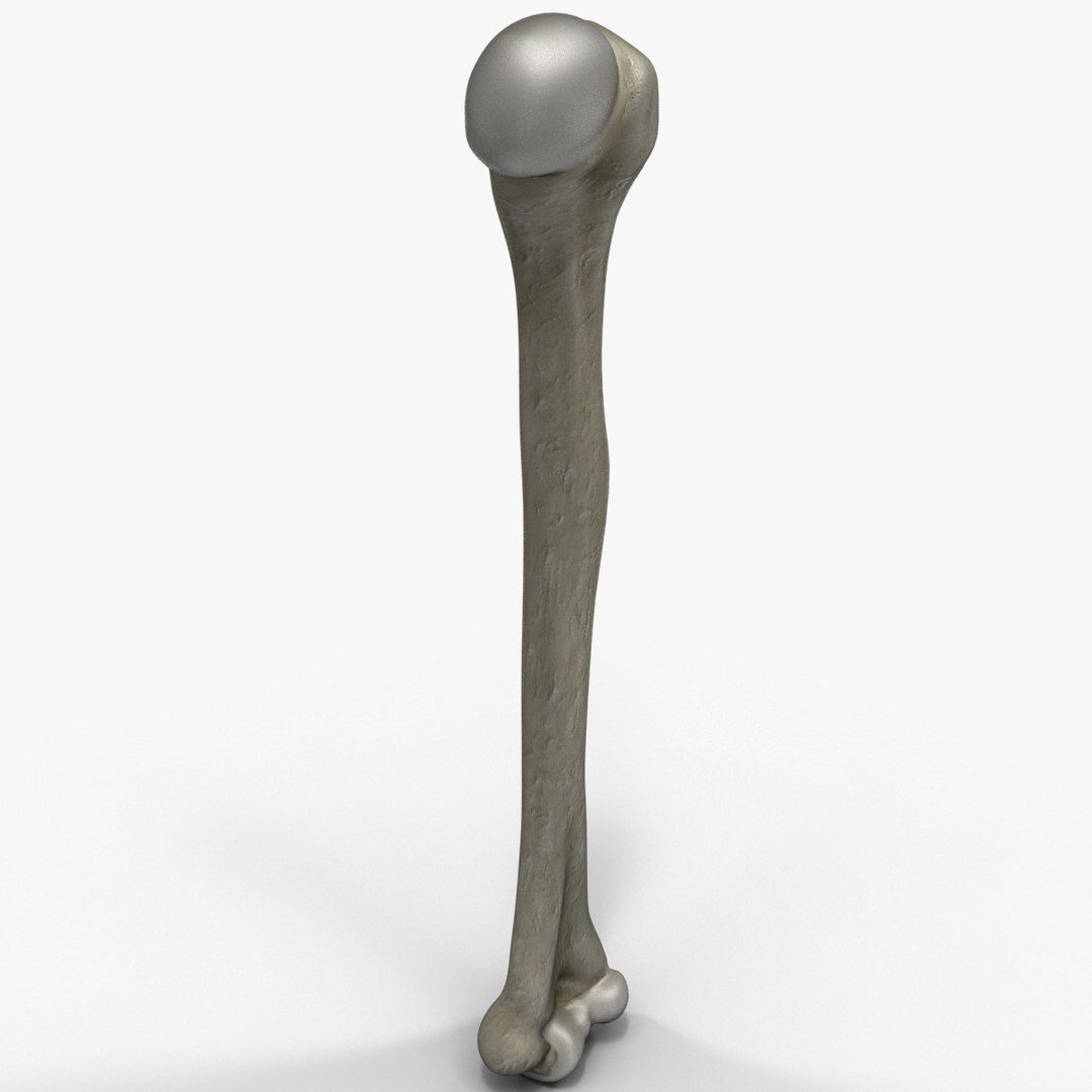 Humerus Bone 3d Model