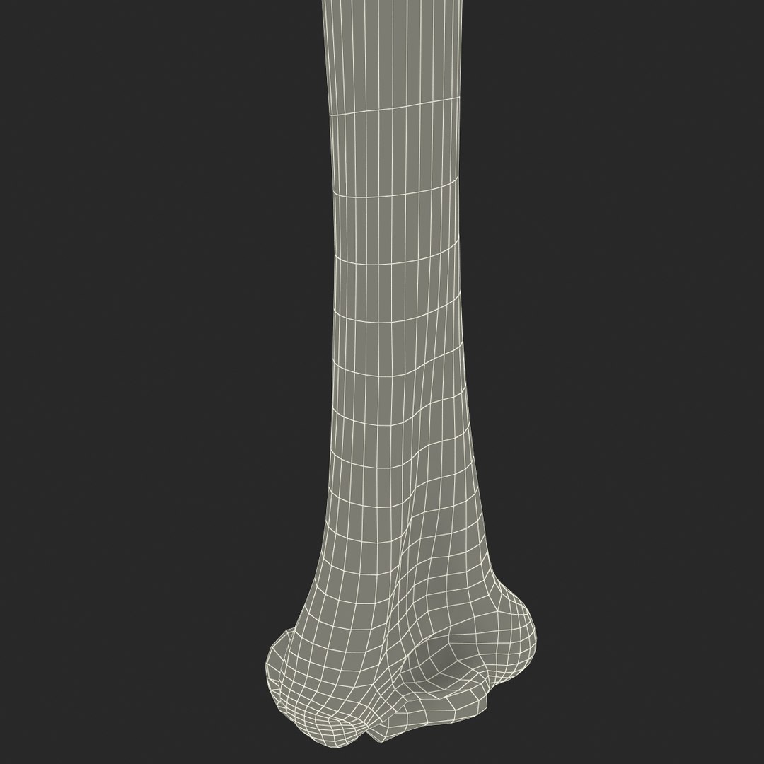 Humerus Bone 3d Model