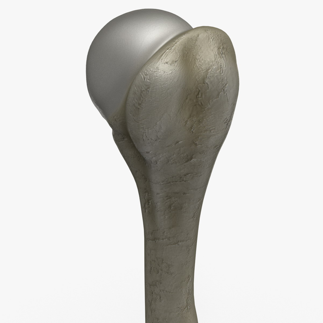 humerus bone 3d model