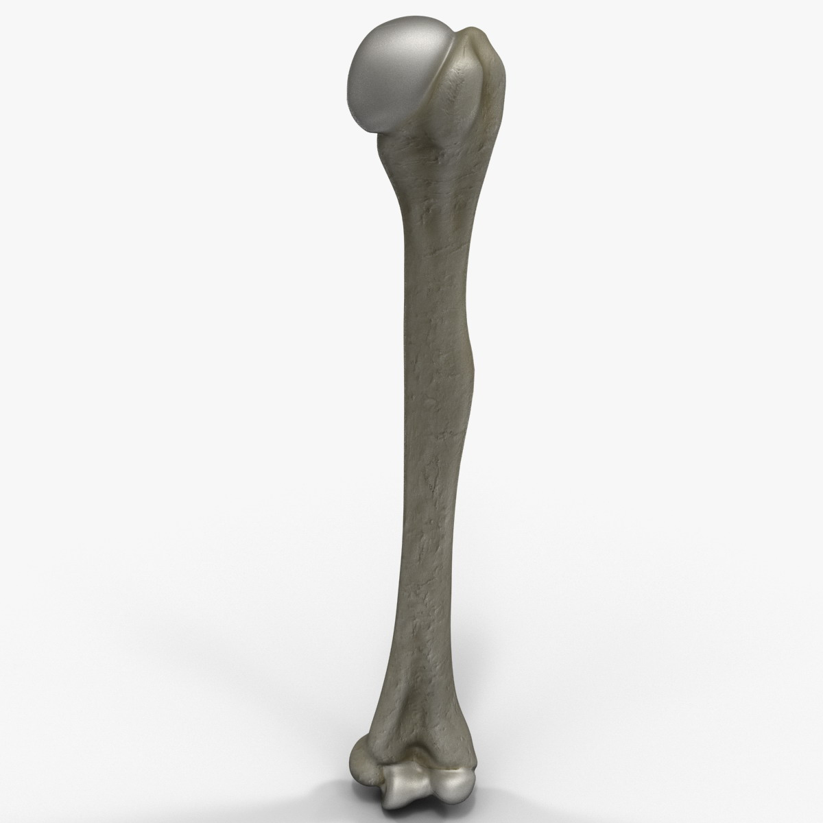 humerus bone 3d model