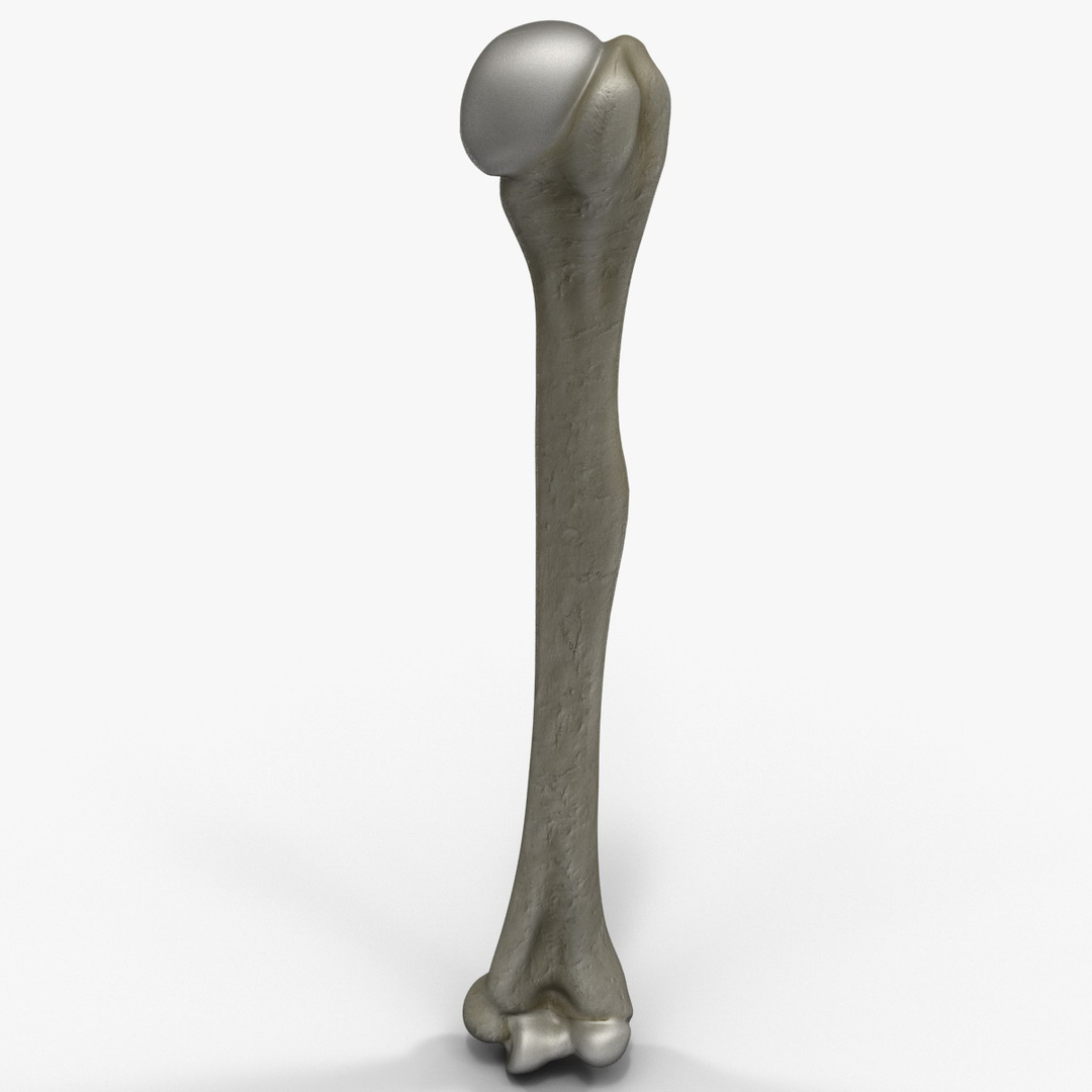humerus bone 3d model
