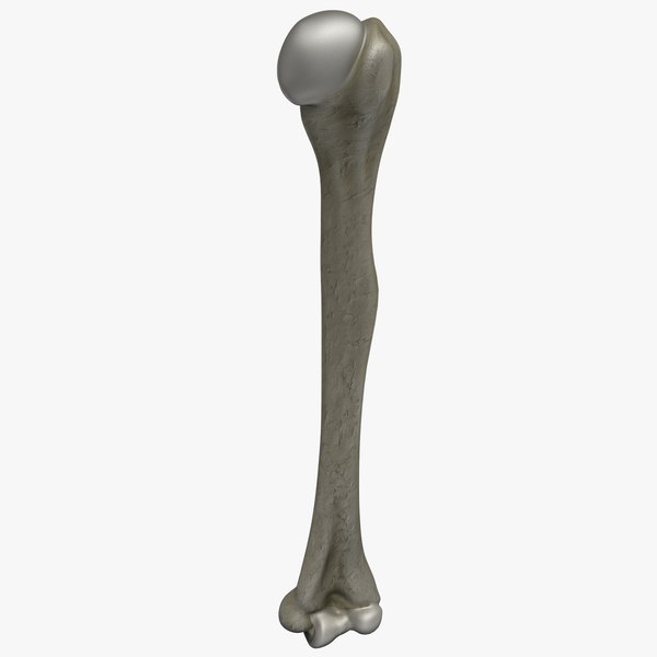 Humerus 3D Models for Download | TurboSquid