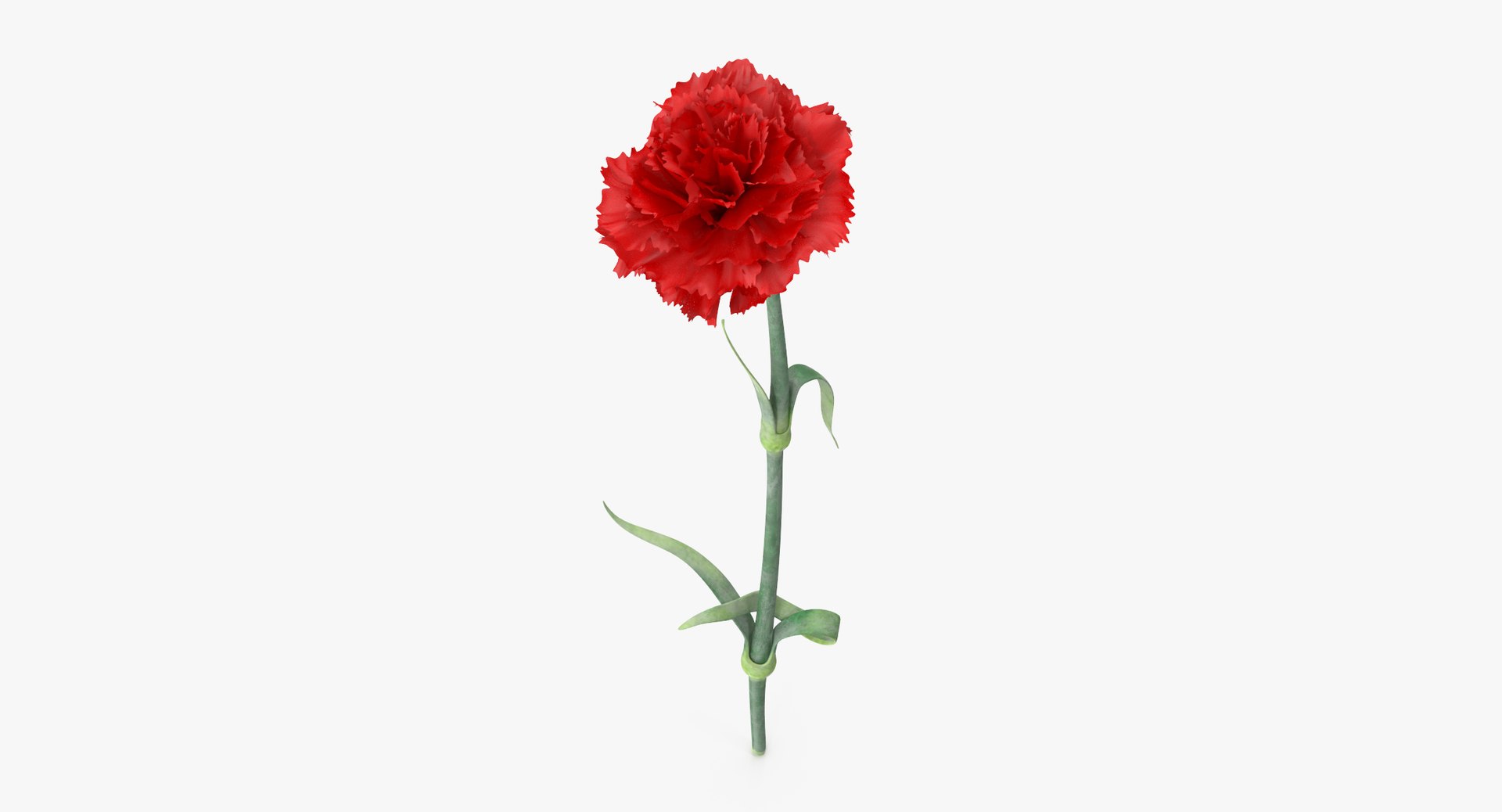 3d Single Standing Carnation - Model