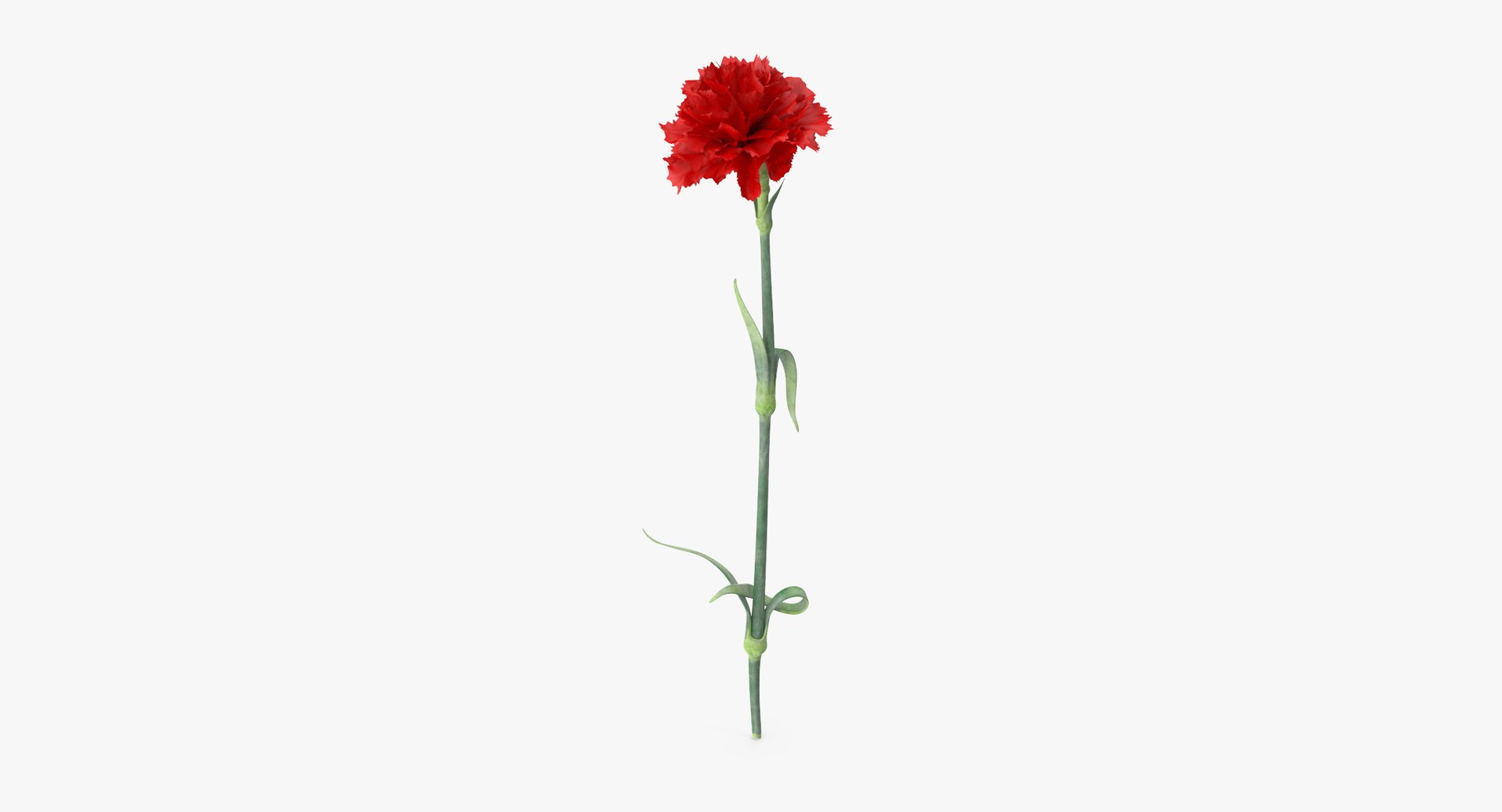 3d Single Standing Carnation - Model