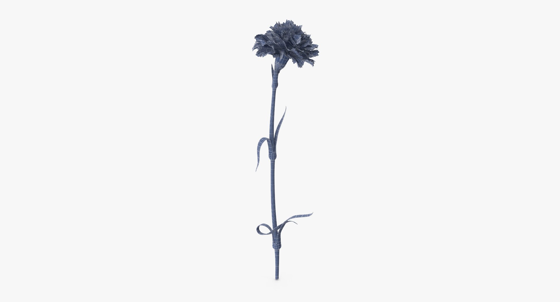 3d Single Standing Carnation - Model