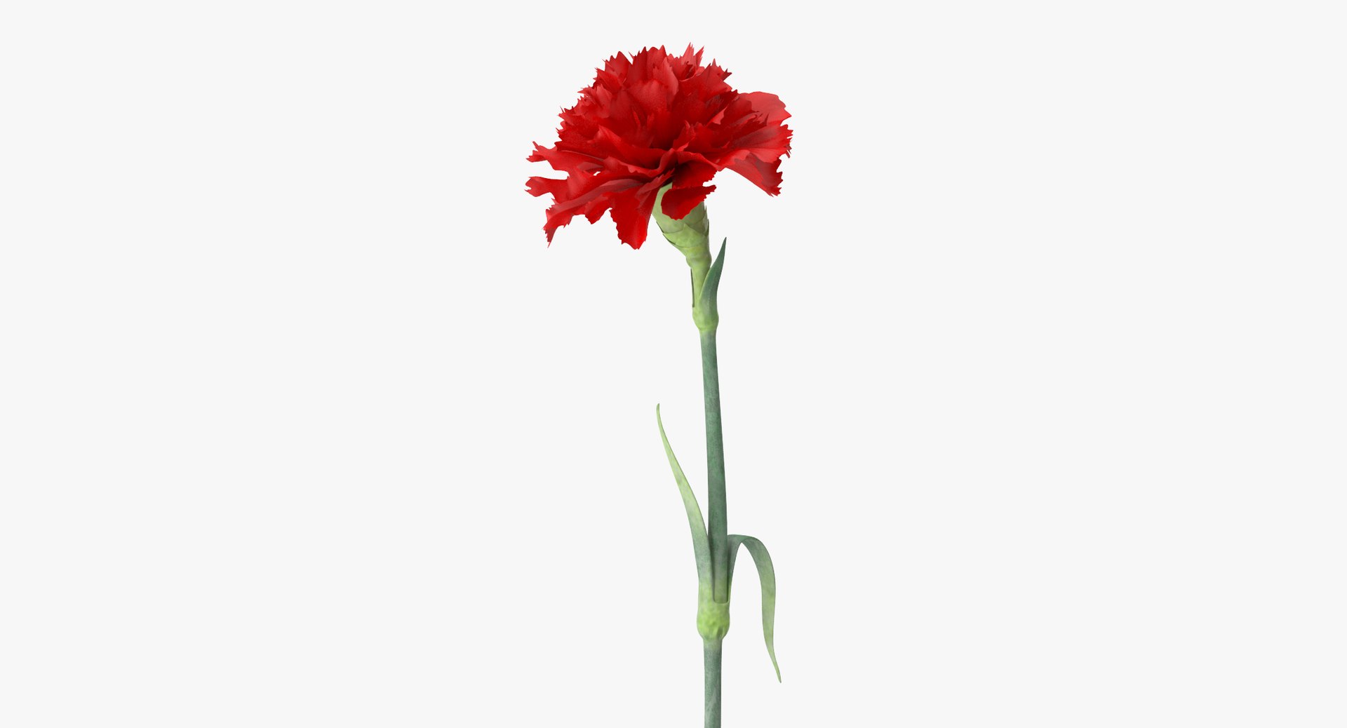 3d Single Standing Carnation - Model