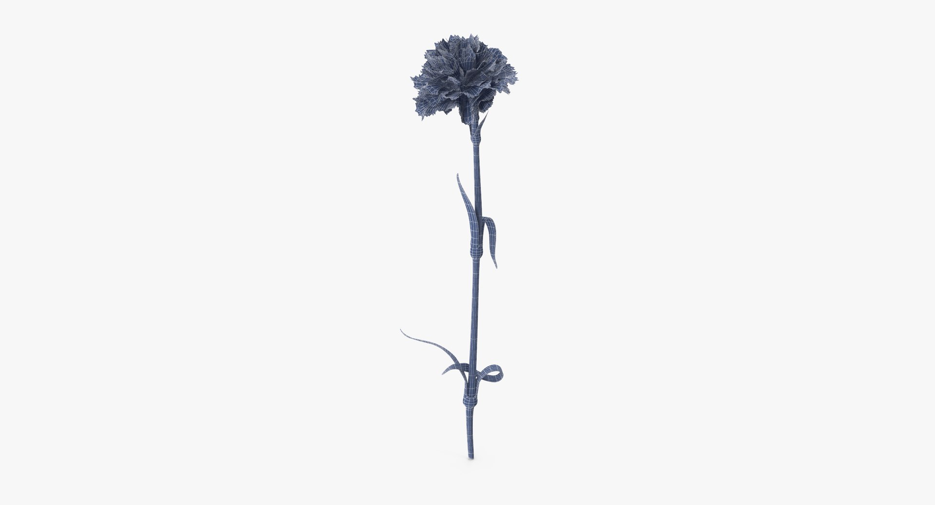 3d Single Standing Carnation - Model