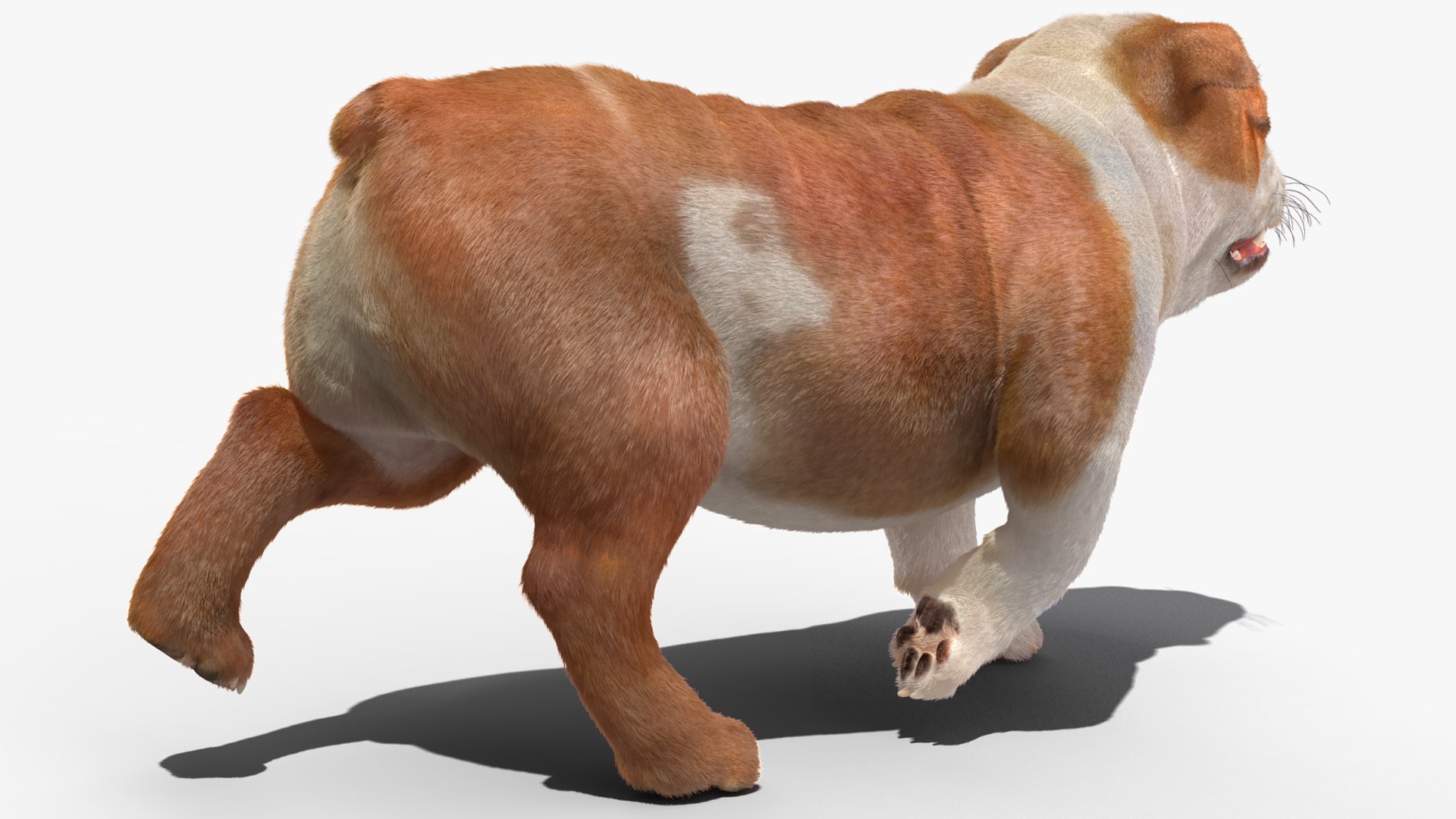 3D Bulldog Fur Rigged - TurboSquid 2180206