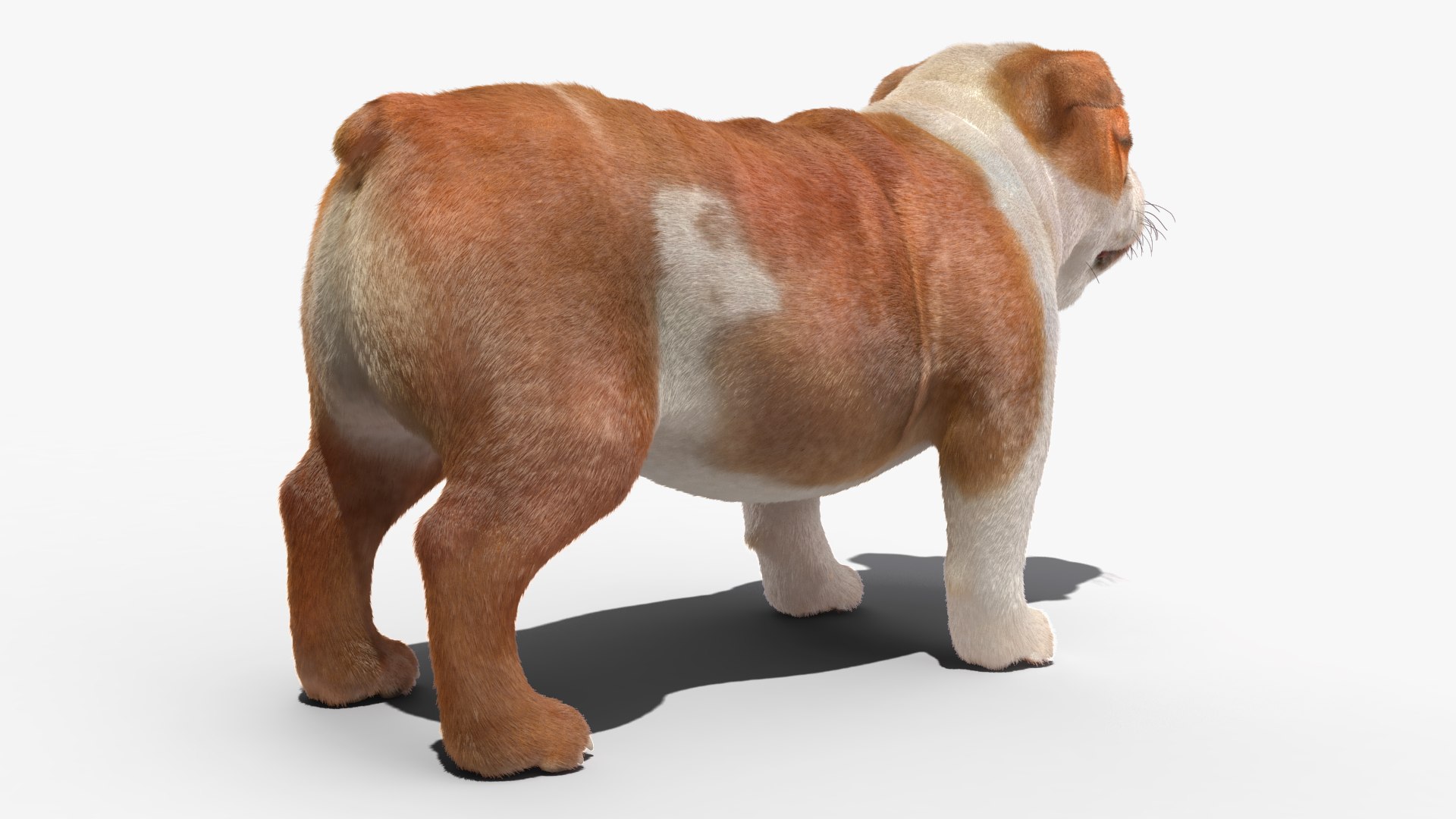 3D Bulldog Fur Rigged - TurboSquid 2180206