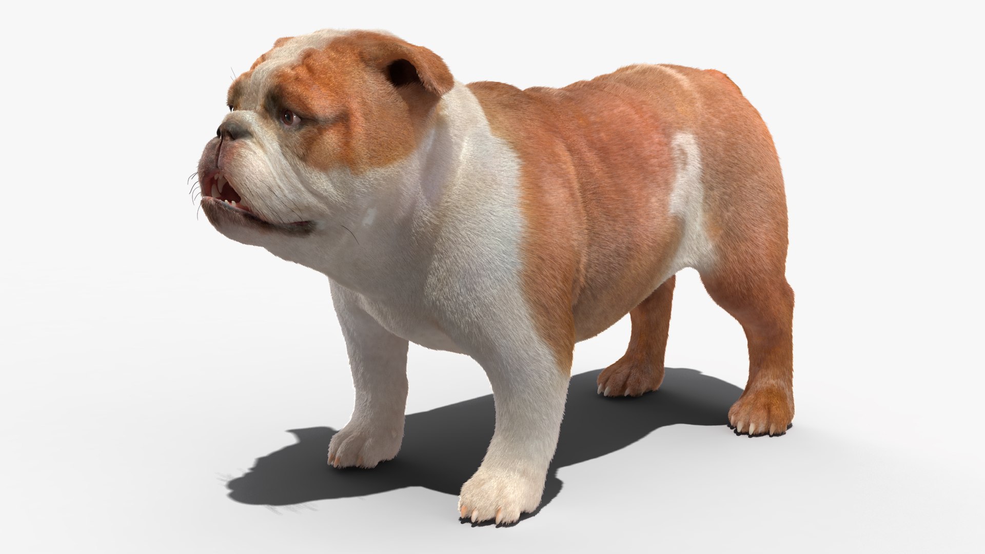 3D Bulldog Fur Rigged - TurboSquid 2180206