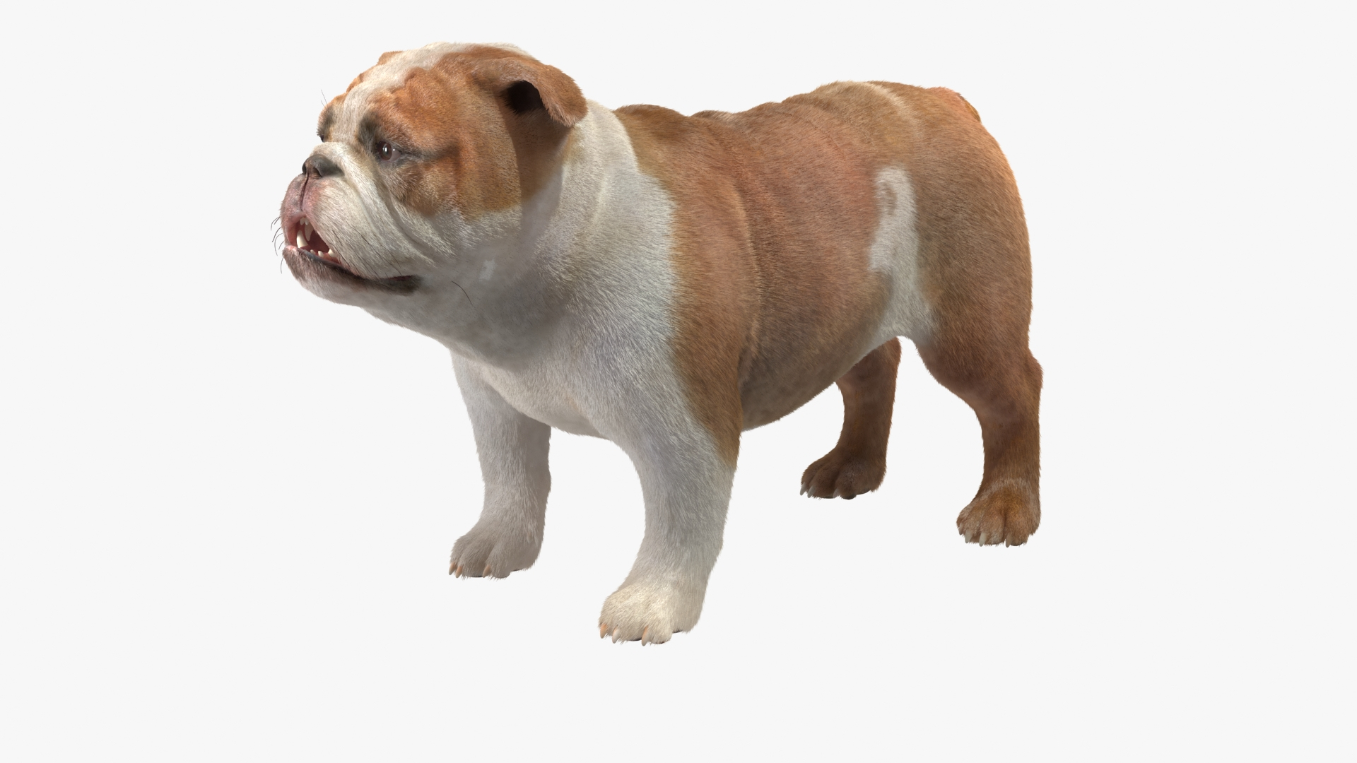 3D Bulldog Fur Rigged - TurboSquid 2180206