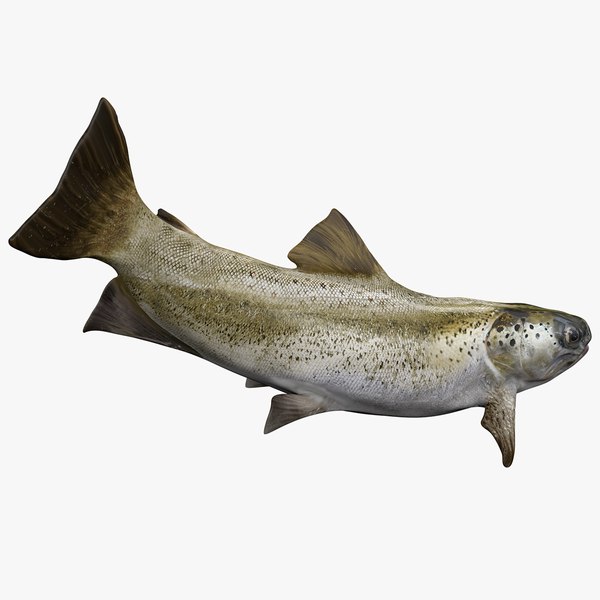 3D Trout Models | TurboSquid