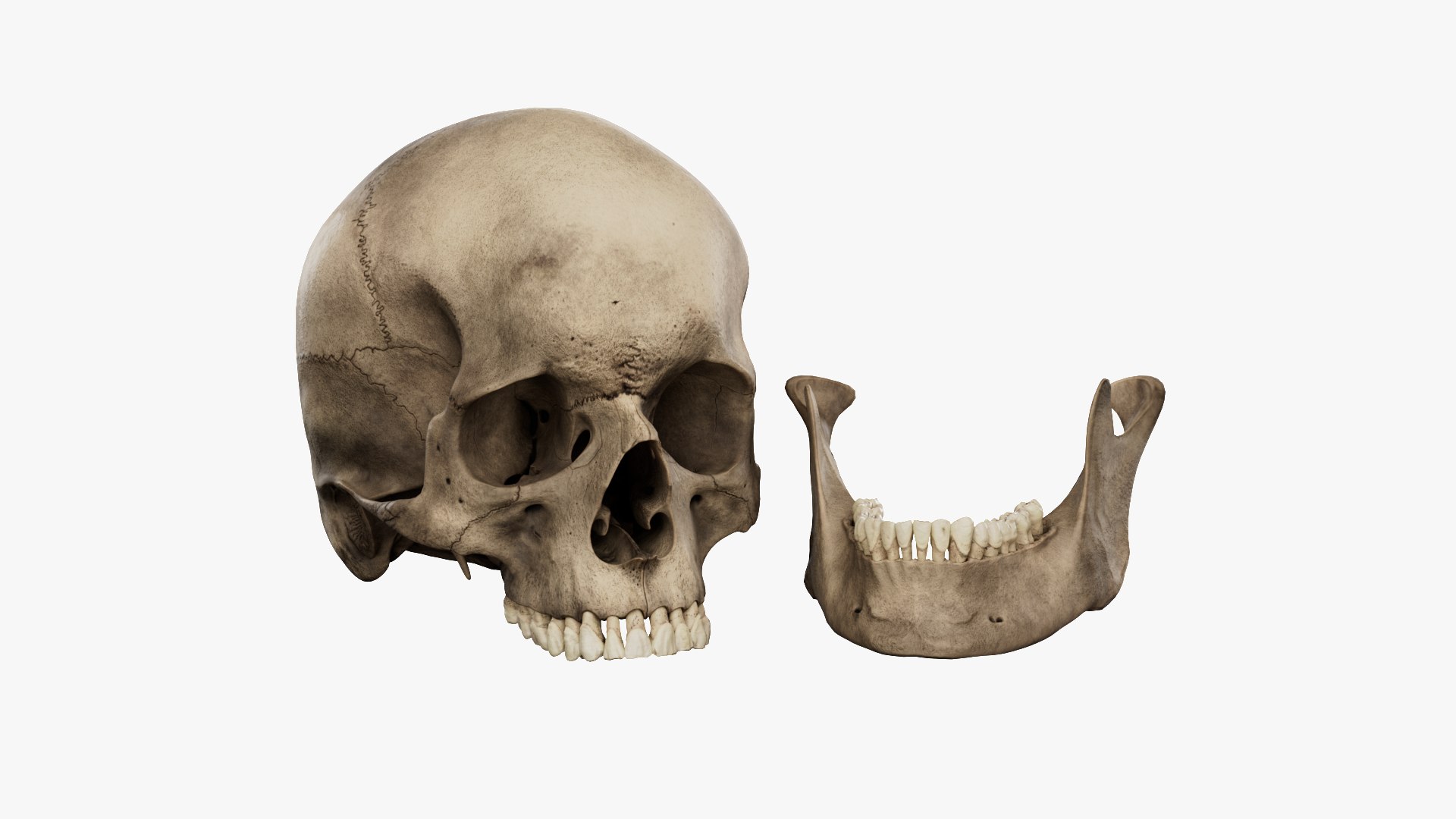 3D Realistic Human Skull 02 Model - TurboSquid 2123370