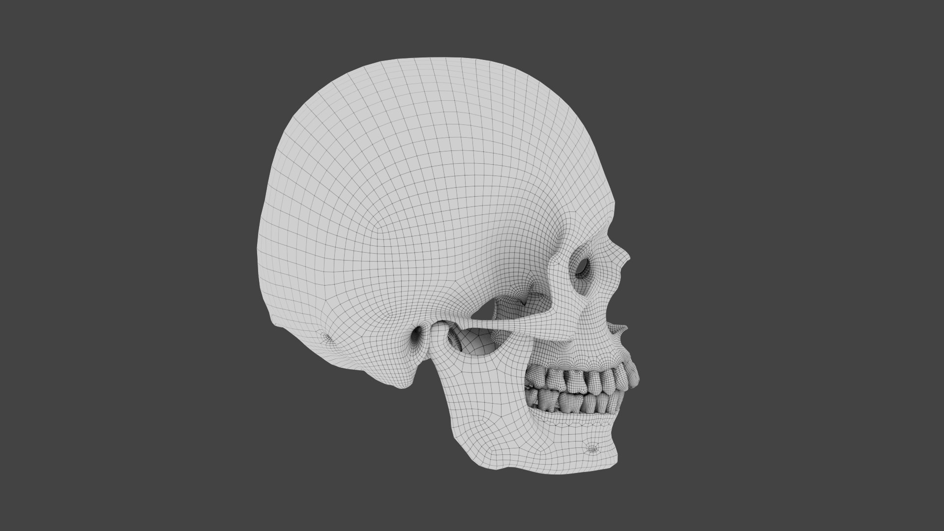 3D Realistic Human Skull 02 Model - TurboSquid 2123370