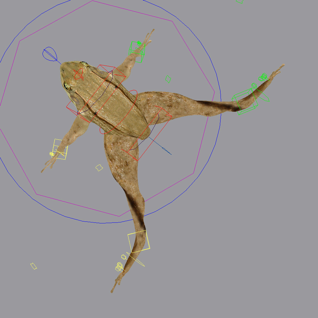 photorealistic green frog male rigged ma