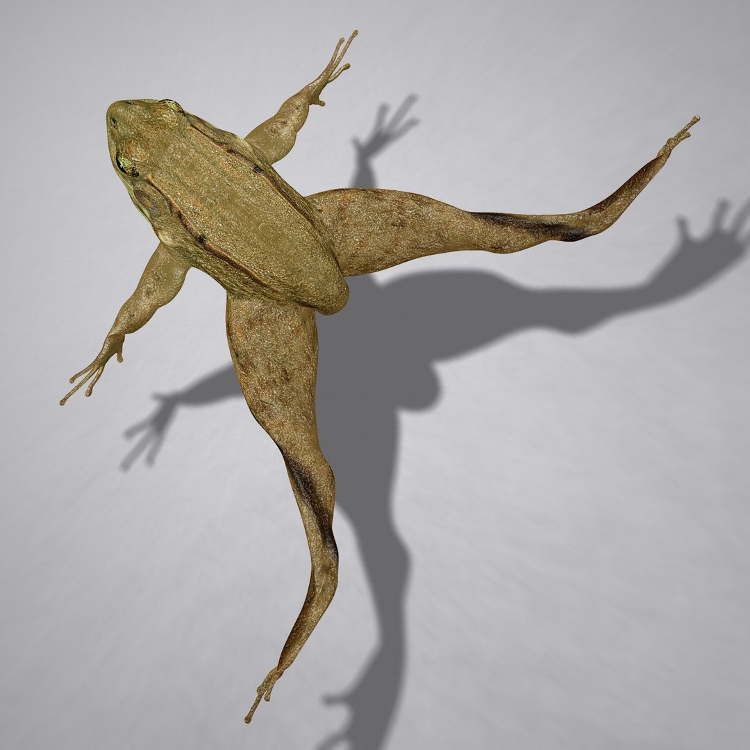photorealistic green frog male rigged ma