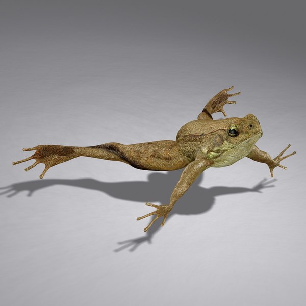 photorealistic green frog male rigged ma