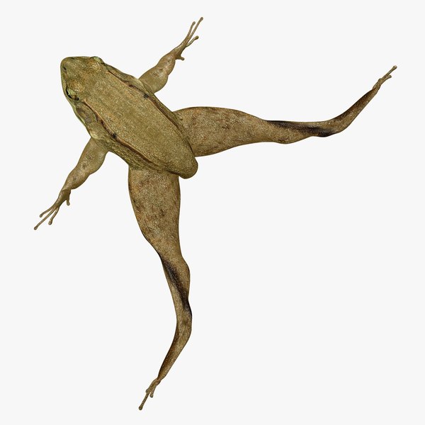 Frog Maya Models for Download | TurboSquid