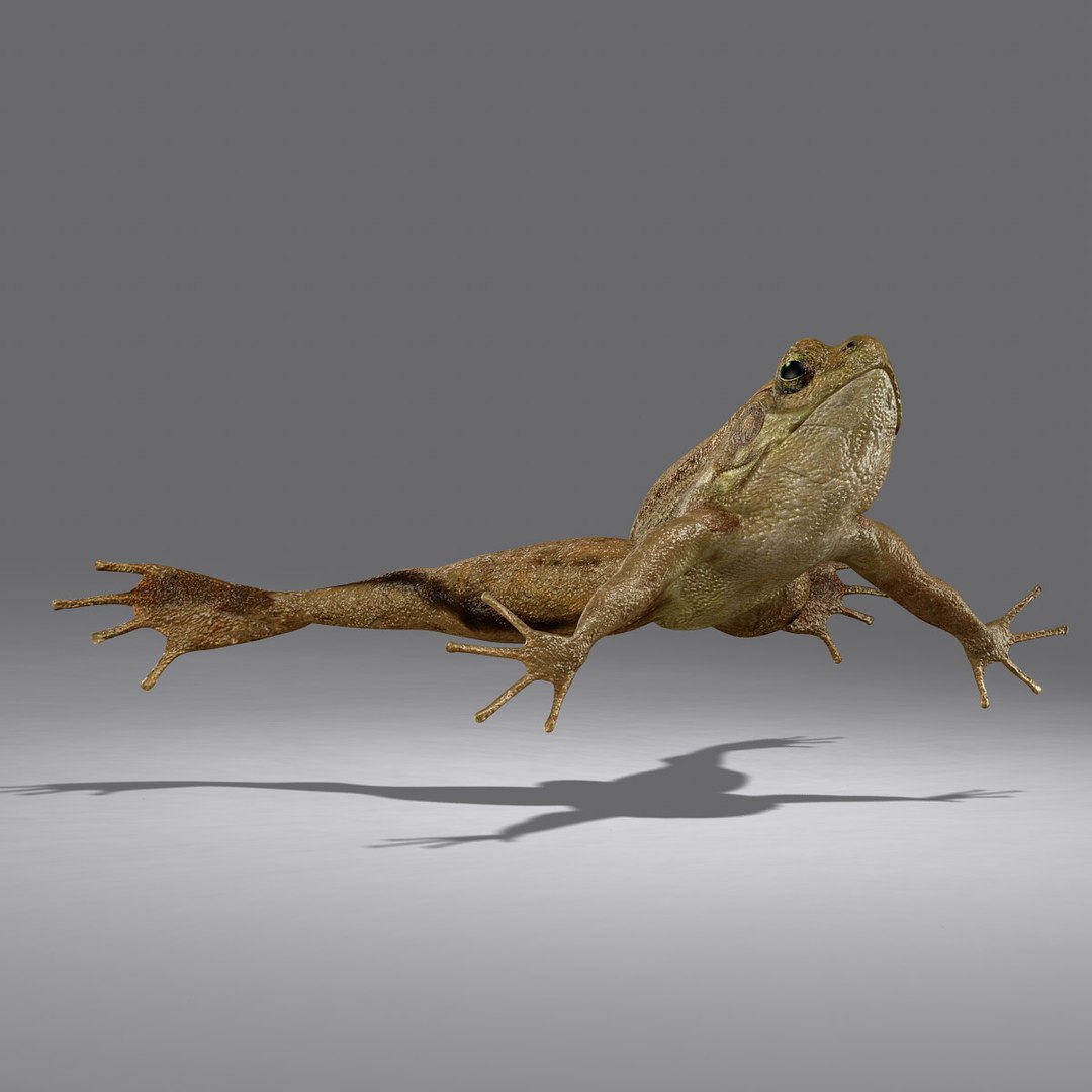 photorealistic green frog male rigged ma