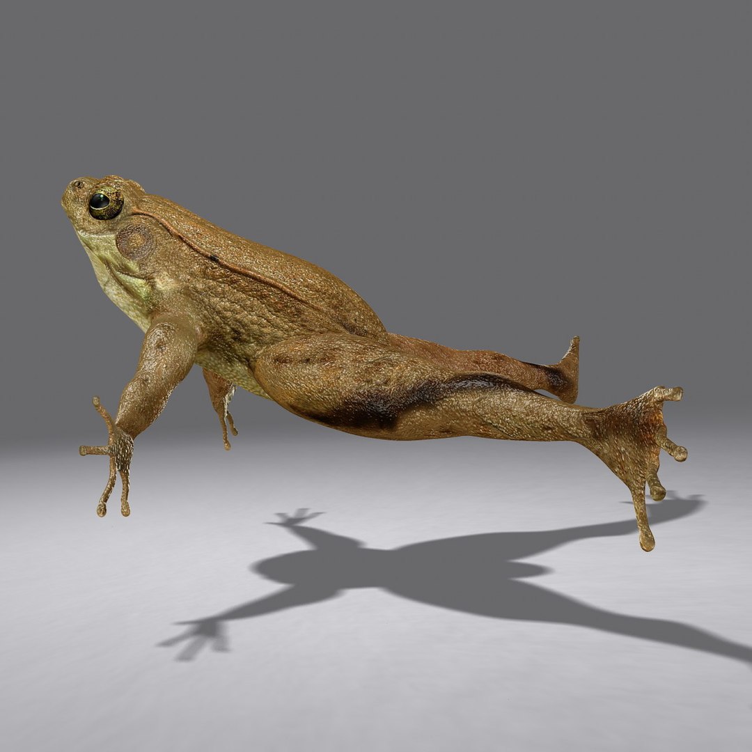 photorealistic green frog male rigged ma