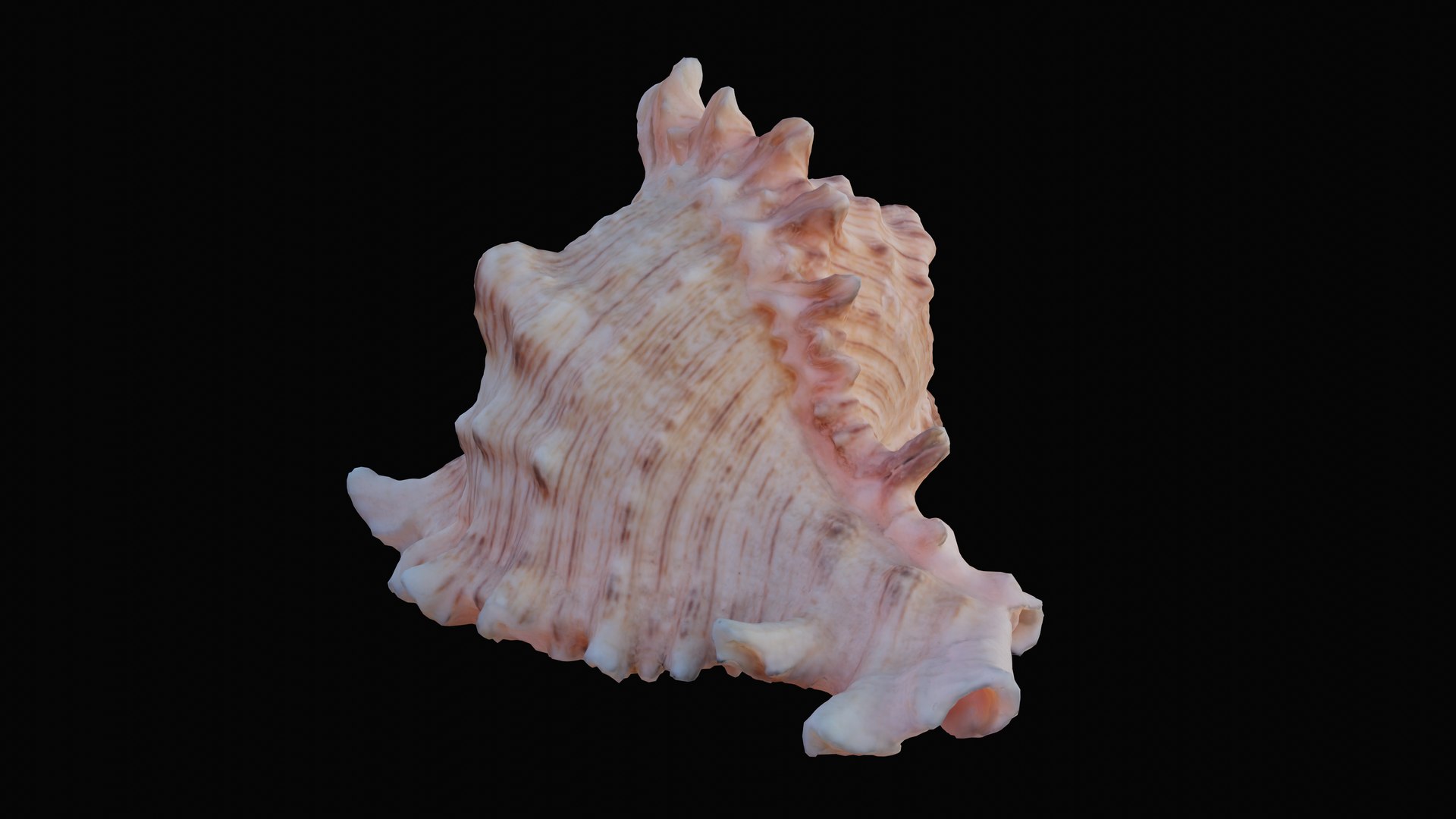 3D murex sea shell - TurboSquid 1627562