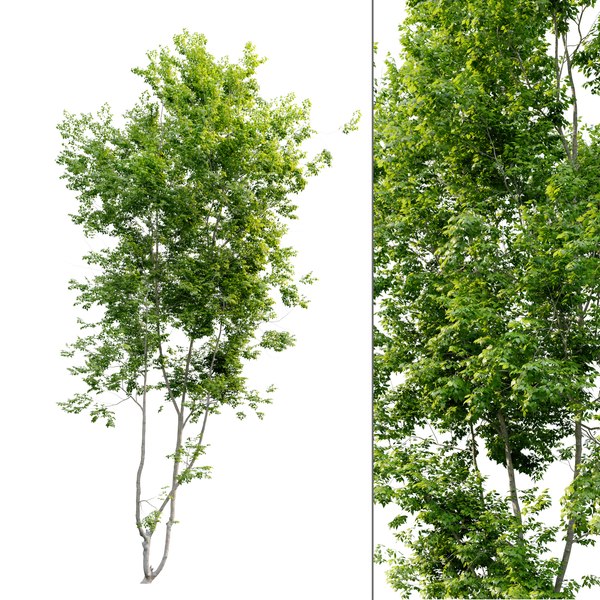 modelo 3d Cerezo - TurboSquid 1949905