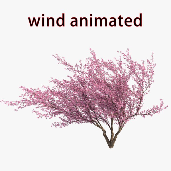 3D Cherry-Blossom Models | TurboSquid