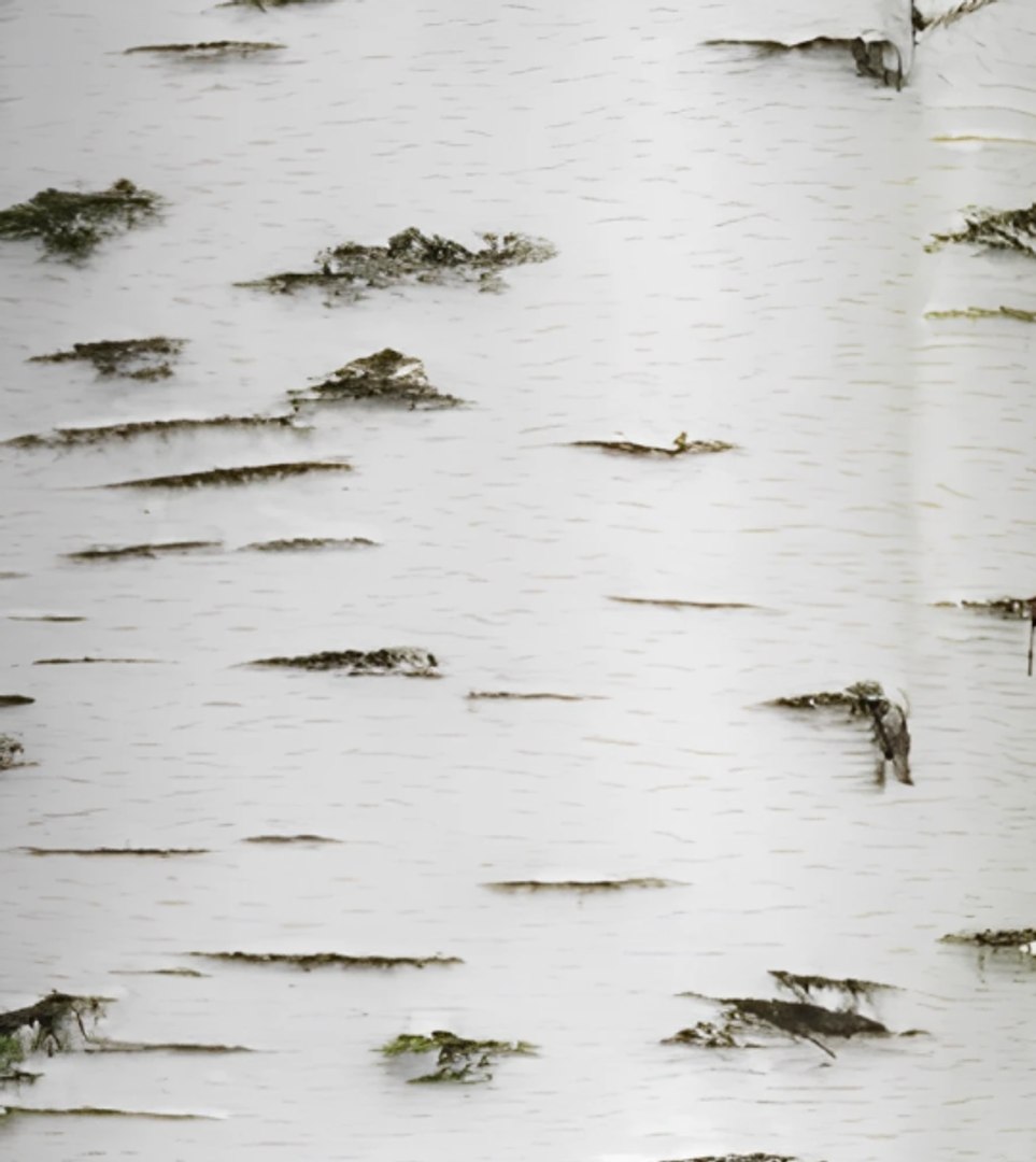 Beautiful Birch Tree Pack Low-poly 3D Model Model - TurboSquid 2064039