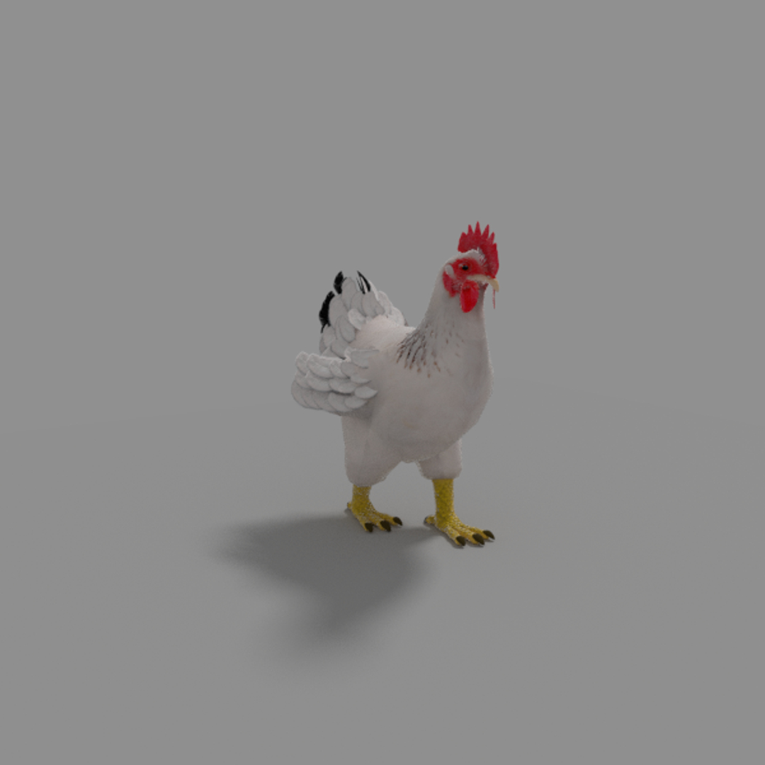3d Chicken Gallus Domesticus