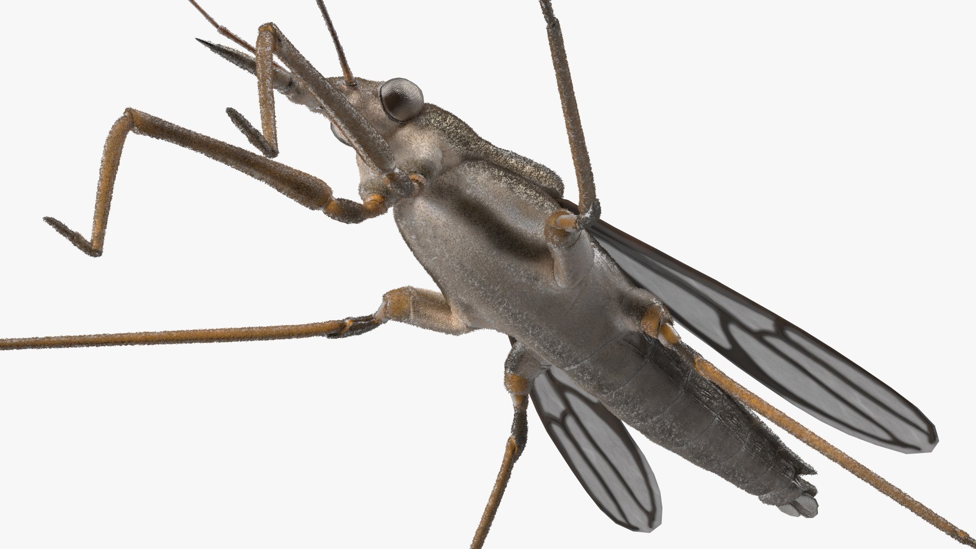 3D Water Strider Stand Pose Model - TurboSquid 2114398